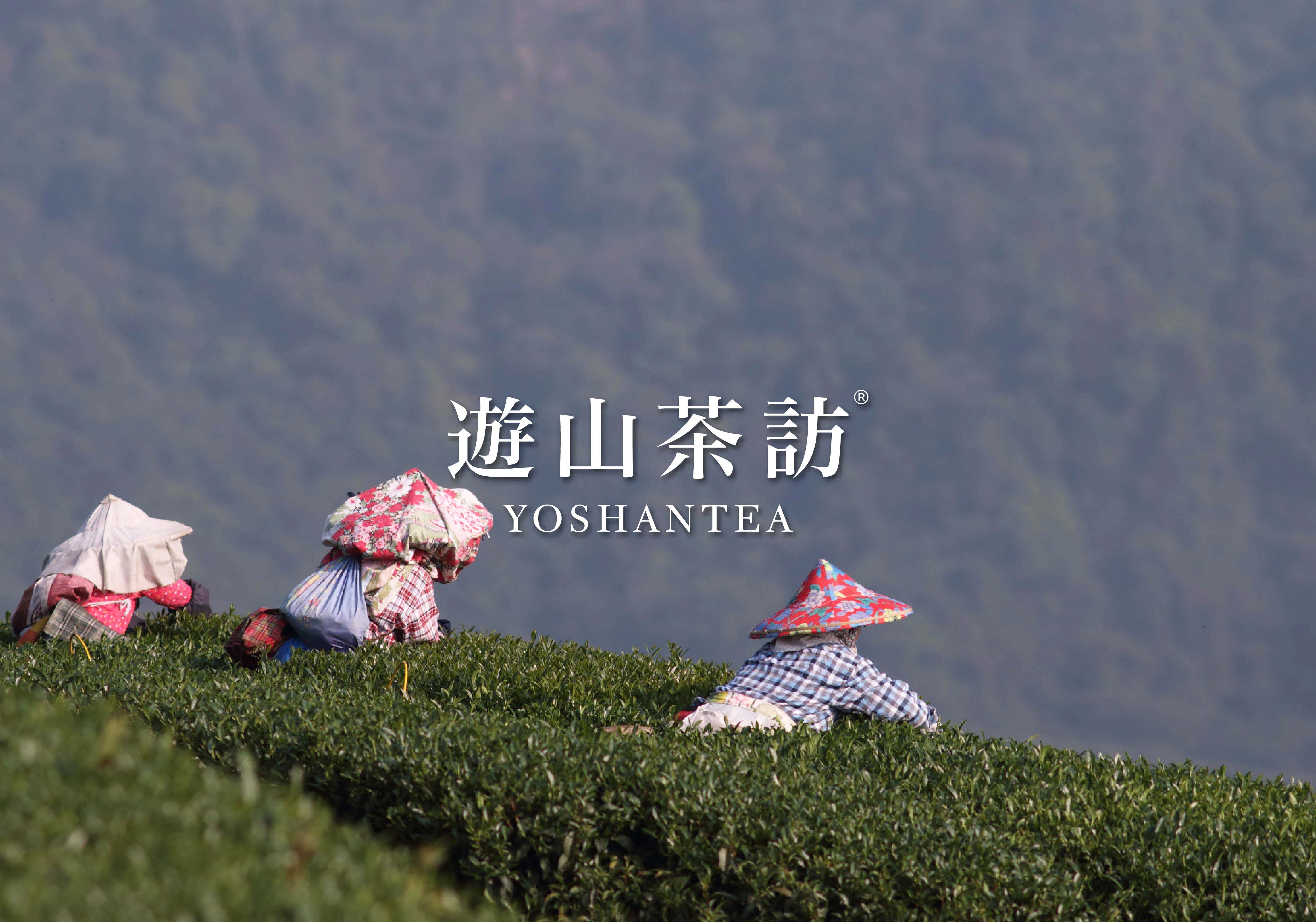 2025 春茶新訊｜遊山茶訪